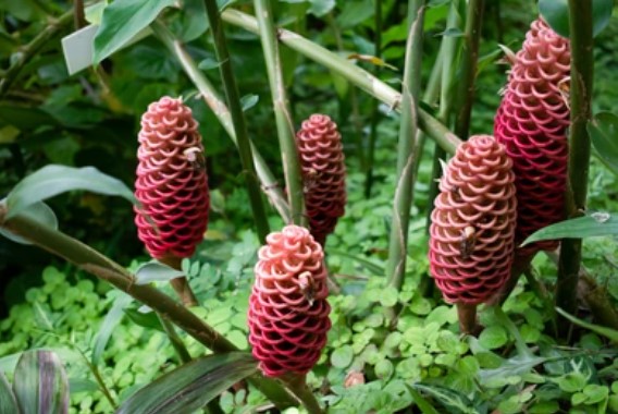 15 Manfaat Lempuyang Untuk Kesehatan, Efek Samping, dan Cara Mengolah ...