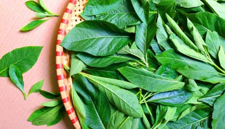 17 Manfaat Daun Afrika Untuk Kecantikan Kulit Wajah Dan Kesehatan ...